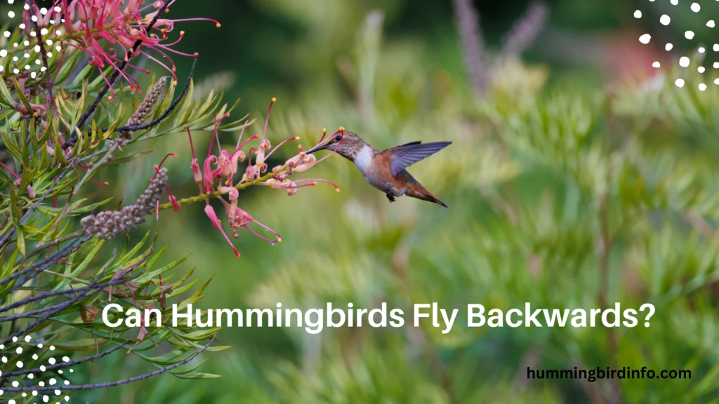 Can Hummingbirds Fly Backwards? (Answered) - Hummingbird Info
