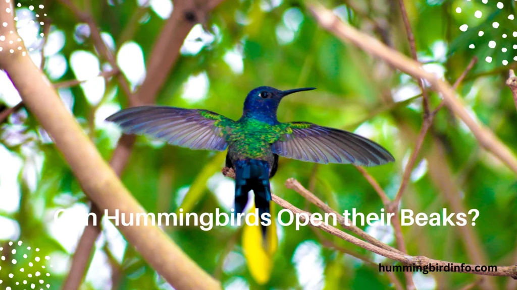 Can Hummingbirds Open Their Beaks? (Explained) - Hummingbird Info